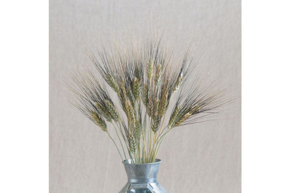 Black Tip Wheat - Ornamental Grass Seed - SeedsDay