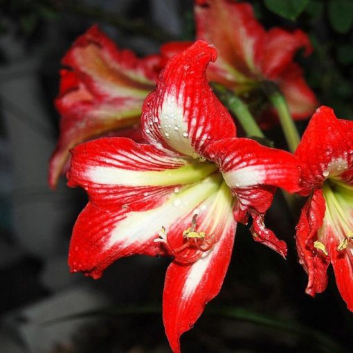 Oxalis Versicolor Candy Cane Sorrel Seeds for Home Garden Bloomi ...