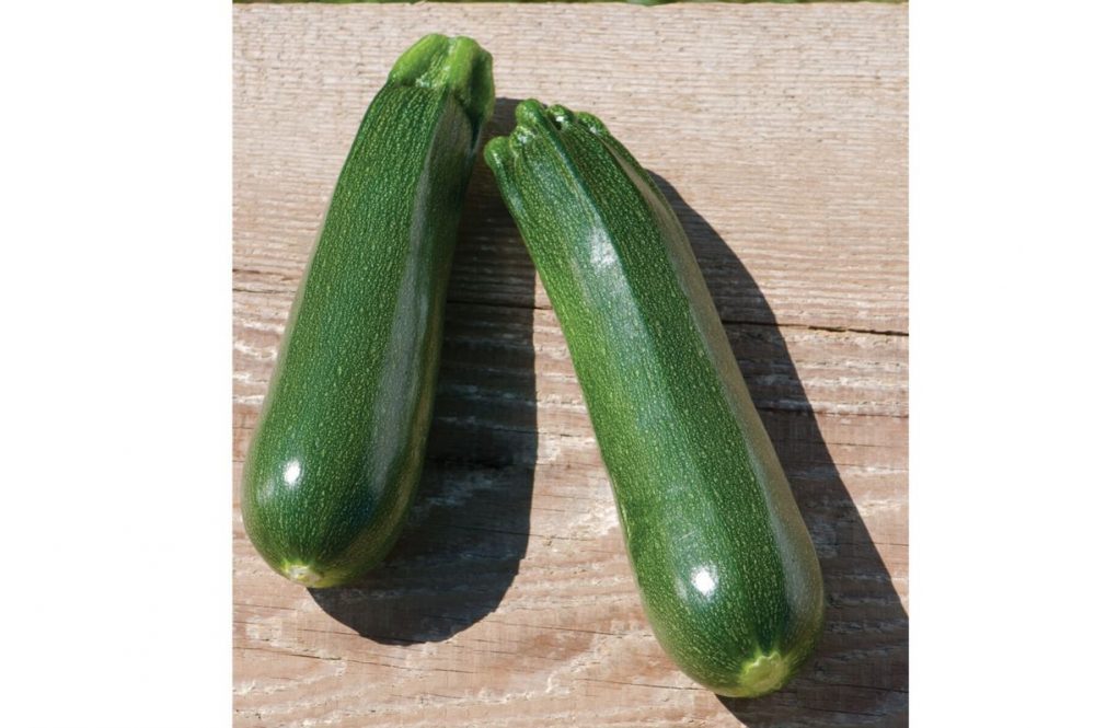 Partenon - Organic Zucchini Seeds - SeedsDay