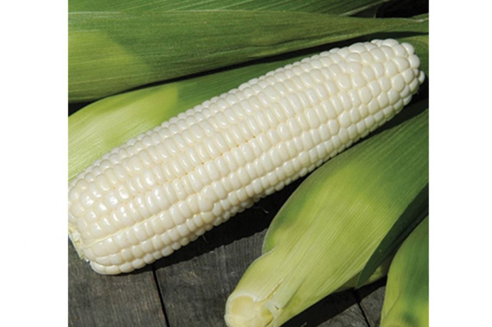 Xtra-Tender 3473 - Treated (F1) Corn Seed - SeedsDay