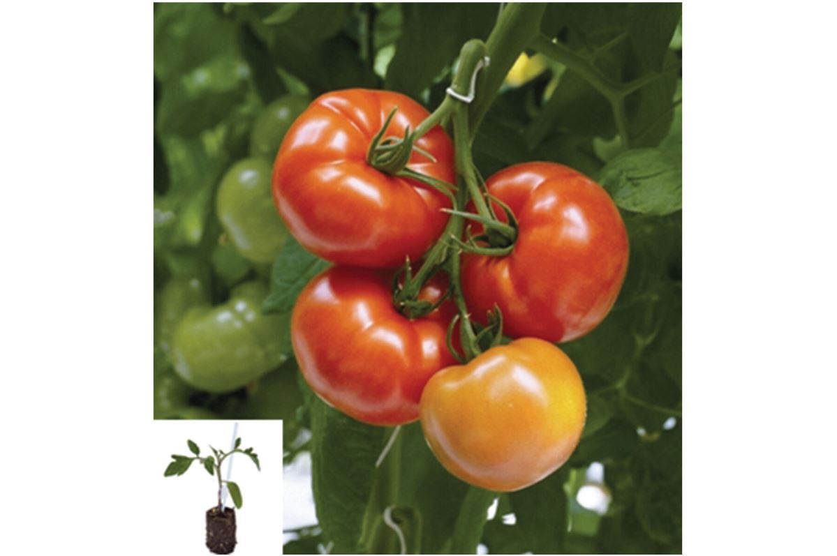 Geronimo/Shin Cheong Gang Grafted – Organic (F1) Tomato Plants - 4534G ...