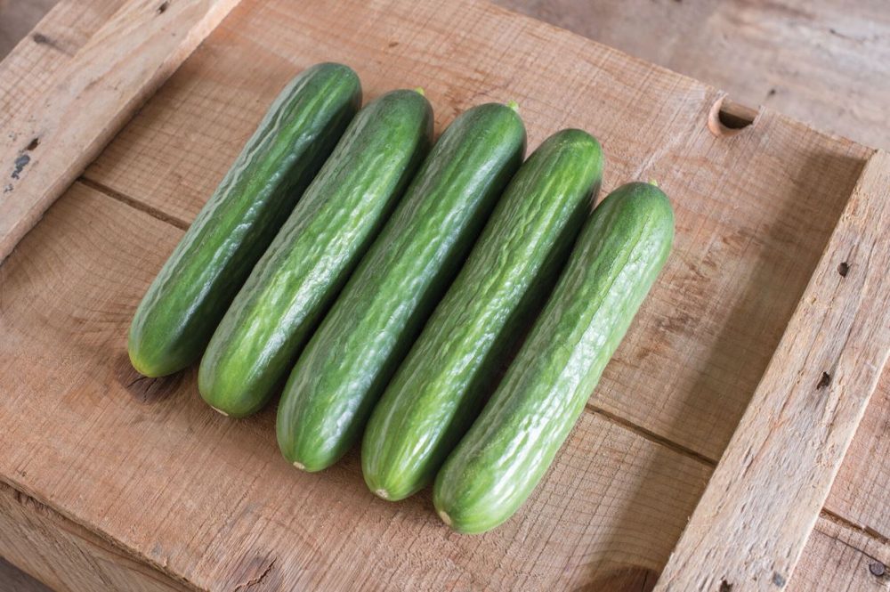 Katrina - Organic (F1) Cucumber Seed - SeedsDay