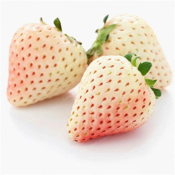 Giant Red Raspberry Seeds, Garden Fruit Plant - SeedsDay