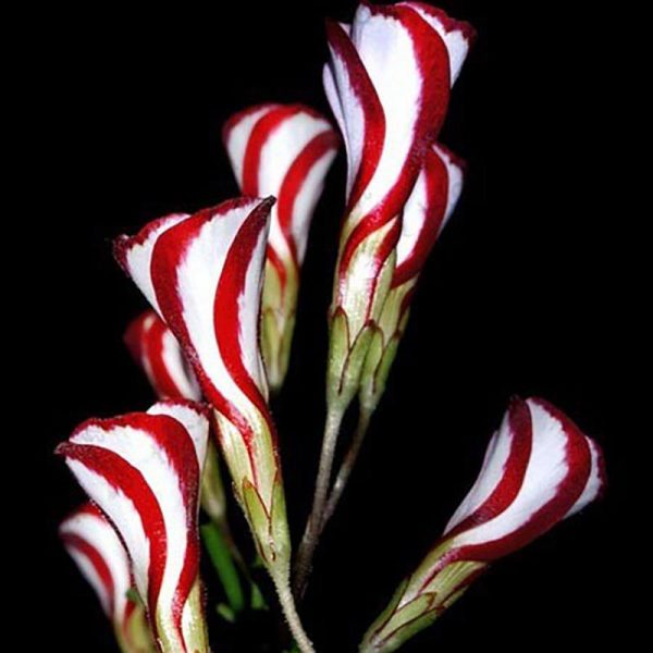 Oxalis Versicolor Candy Cane Sorrel Seeds for Home Garden Bloomi - SeedsDay