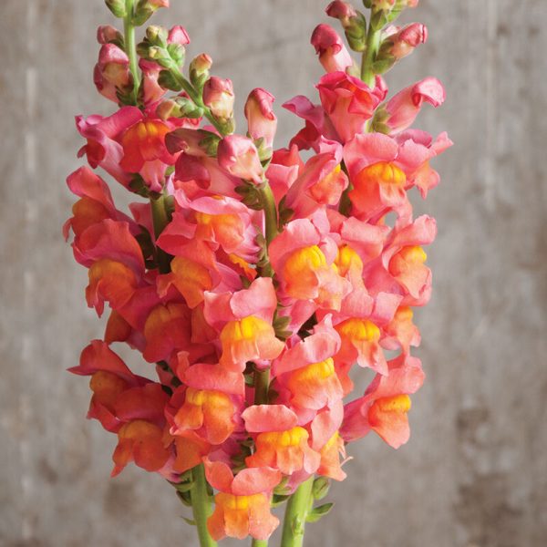 Avignon Ivory II - (F1) Snapdragon Seed - SeedsDay